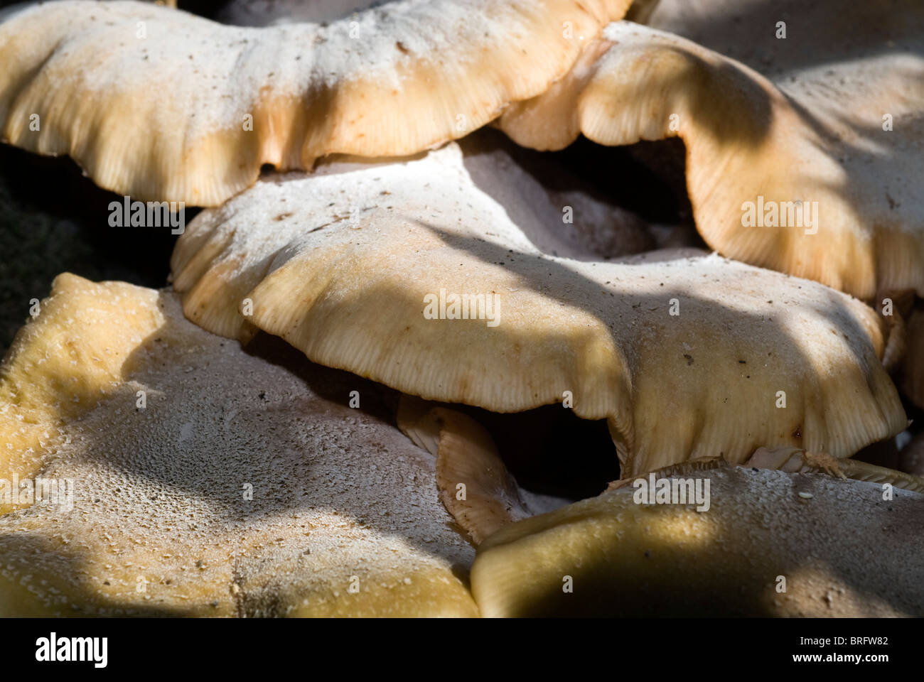 a clump of chicken wing fungus, fungal growth common in Autumn Stock ...