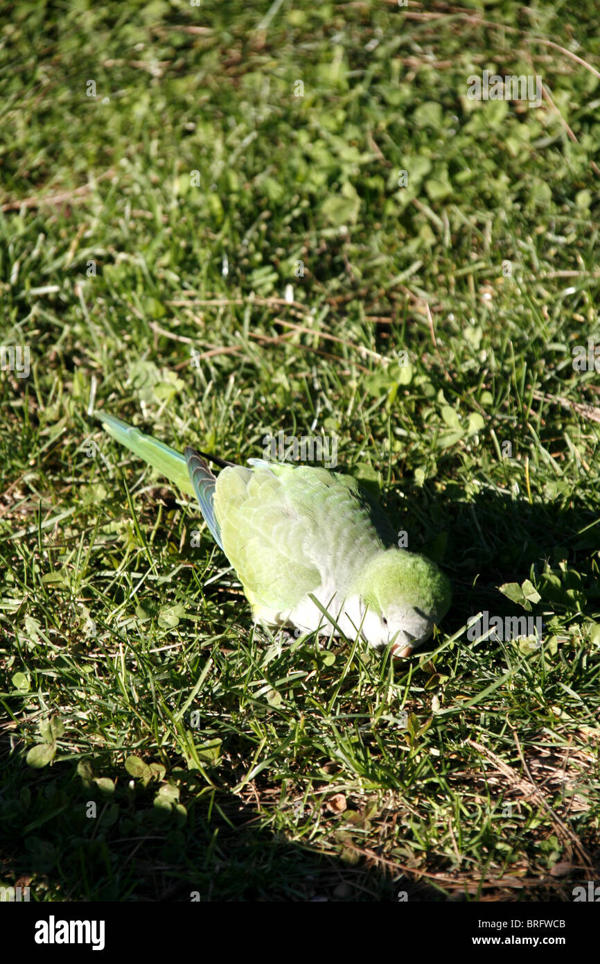 Green parrots in grass hi-res stock photography and images - Alamy
