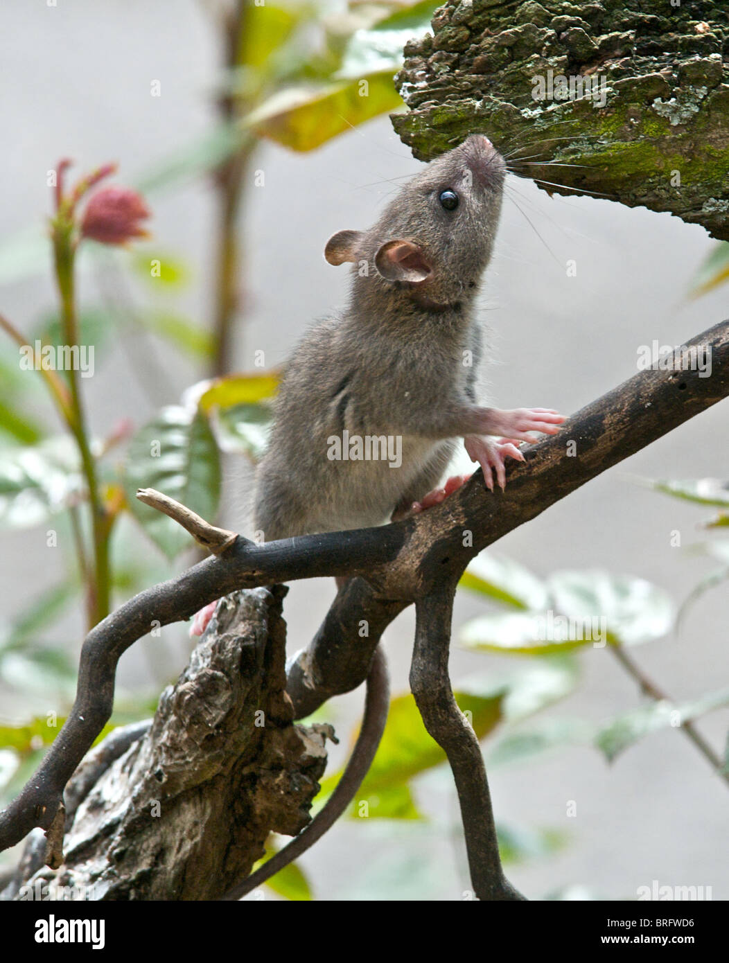 A resourceful young rat displays all the skills of an acrobat while ...