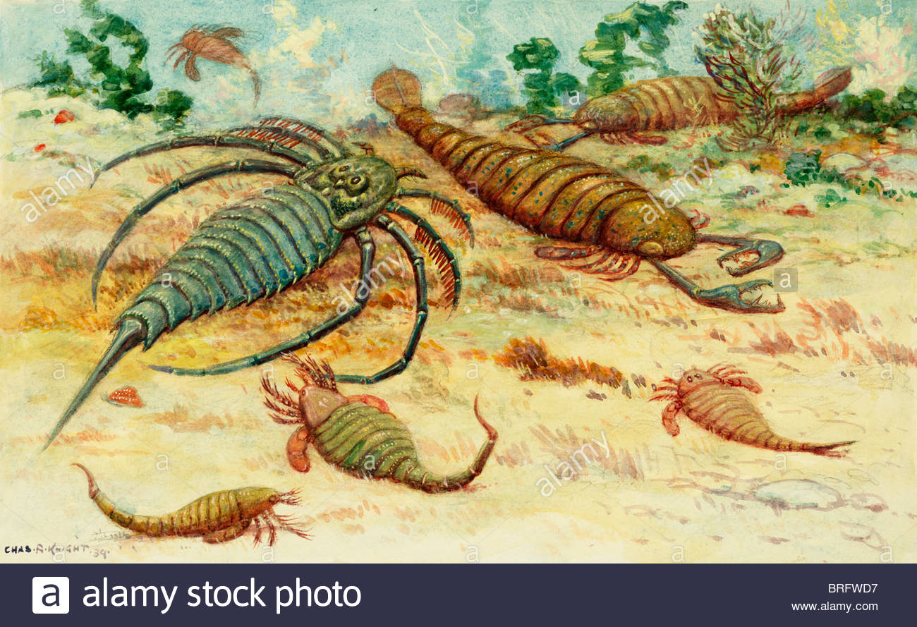 Eurypterid Stock Photos & Eurypterid Stock Images - Alamy