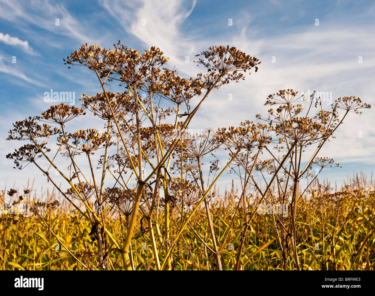 Queen Anne's Lace / Daucus carota roadside weed in seed - France Stock ...