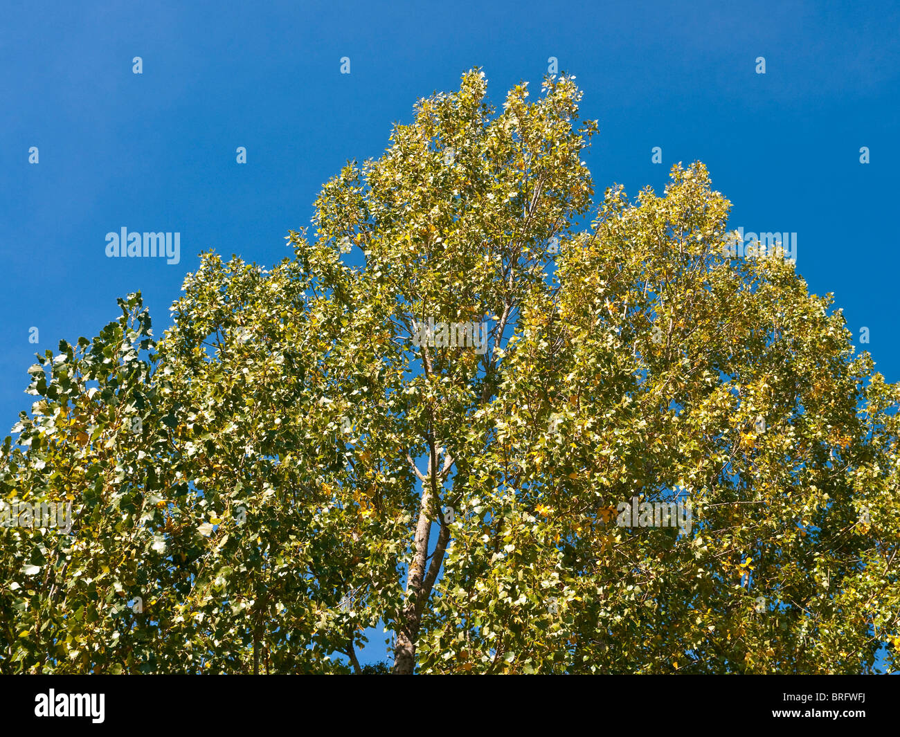 Poplar tree hi-res stock photography and images - Alamy