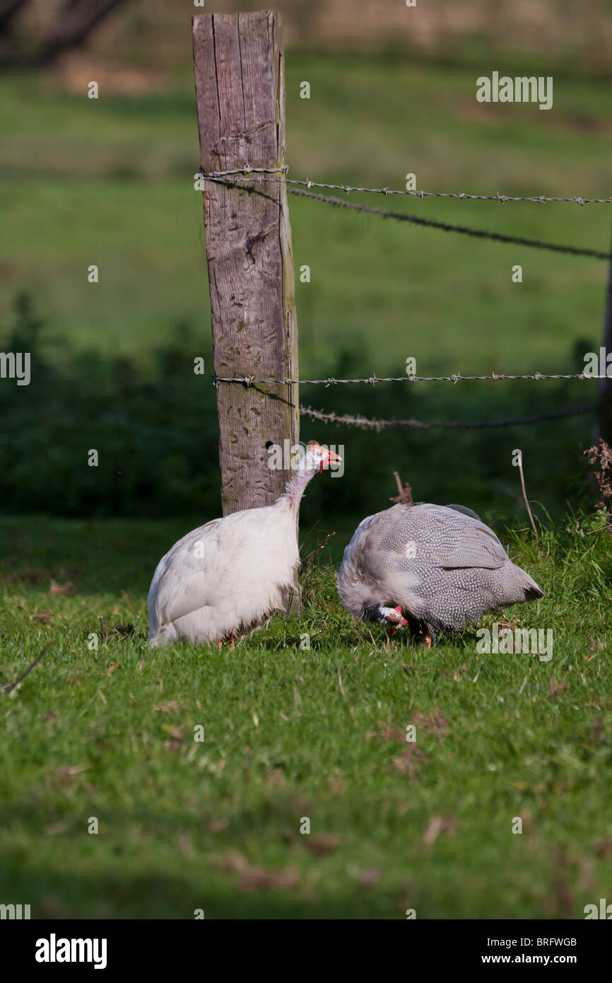 Guinea fowl Pair Farm Animals Stock Photo - Alamy