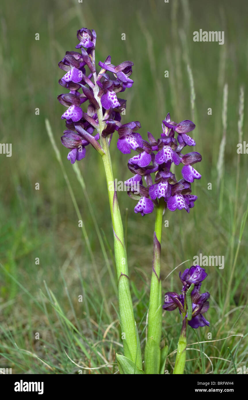 Orchis bouffon orchis morio hi-res stock photography and images - Alamy