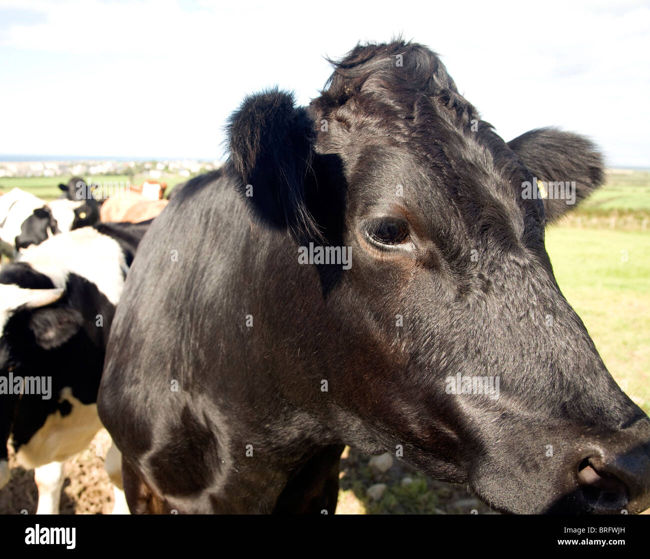 Cow Head High Resolution Stock Photography and Images - Alamy