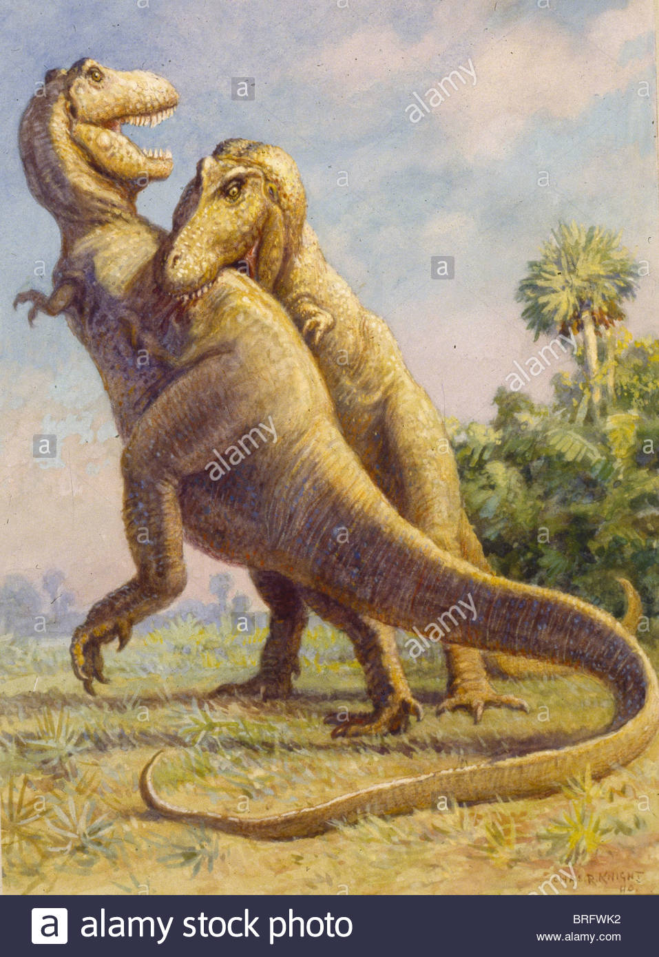 Tyrannosaurus Rex Stock Photos & Tyrannosaurus Rex Stock Images - Alamy