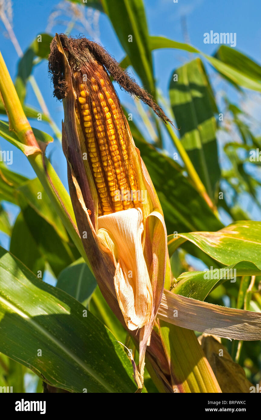 Ripening maize / sweet corn cob - Indre-et-Loire, France Stock Photo ...