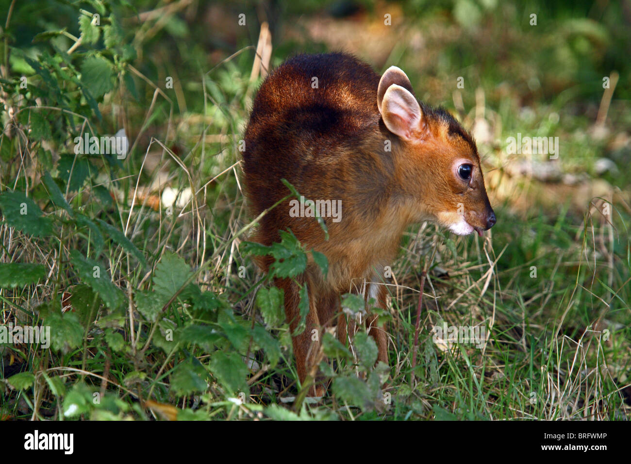 Muntjac (Muntiacus reevesi) - fawn Stock Photo - Alamy