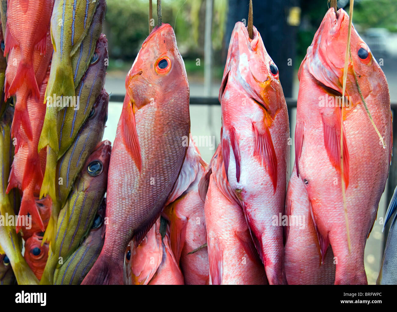 French Polynesia, Society Islands, Tahiti, Papeete. Colorful fish catch ...