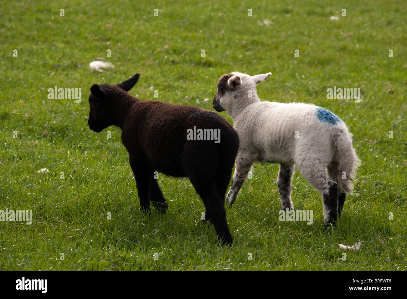 Brown lambs in flock of sheep hi-res stock photography and images - Alamy