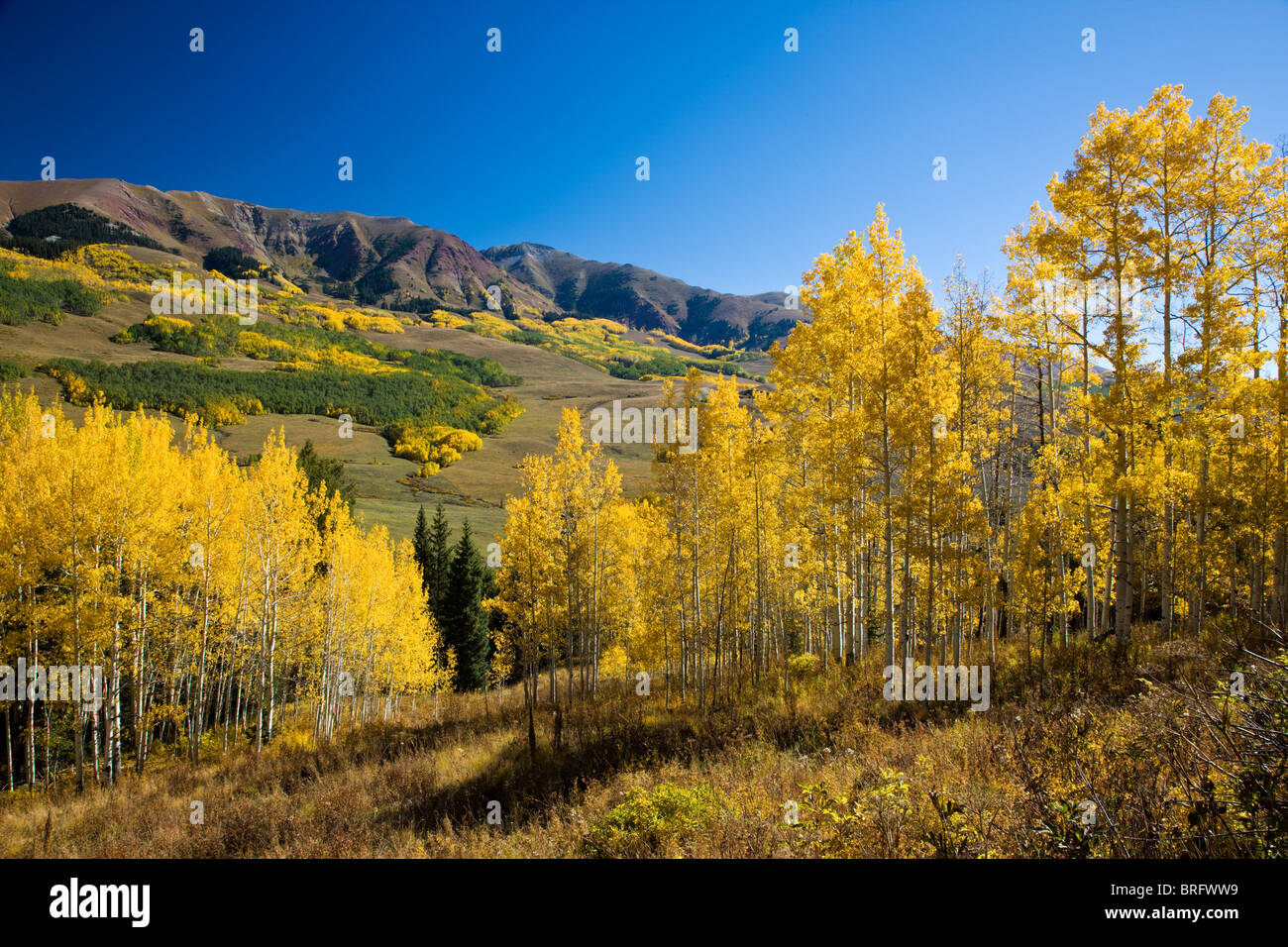 Golden aspen hi-res stock photography and images - Alamy