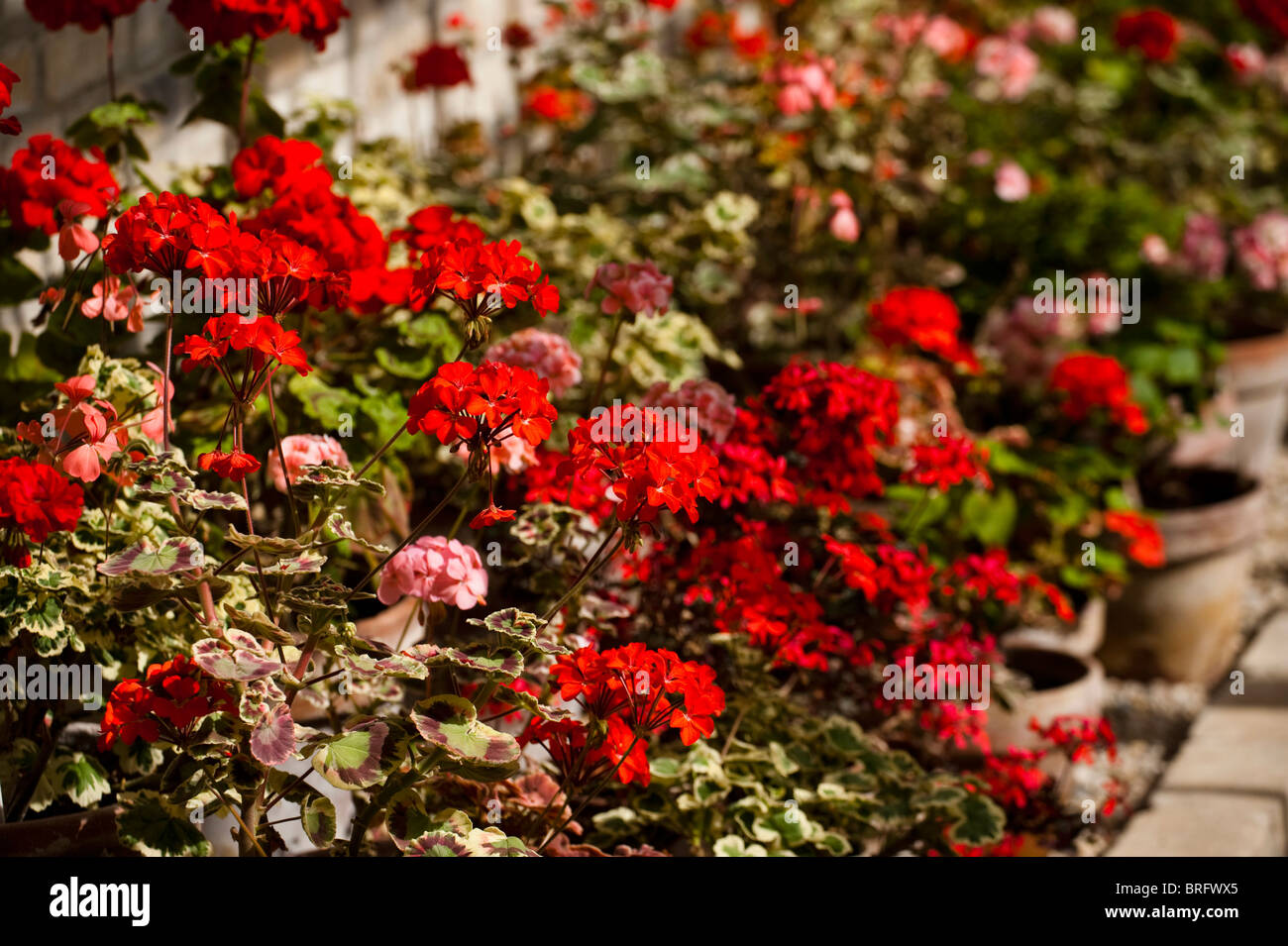 Zonal Pelargoniums, Geraniums, growing at The Lost Gardens of Heligan ...