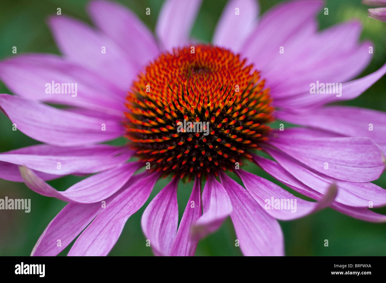 Echinacea purpurea, Purple coneflower Stock Photo - Alamy
