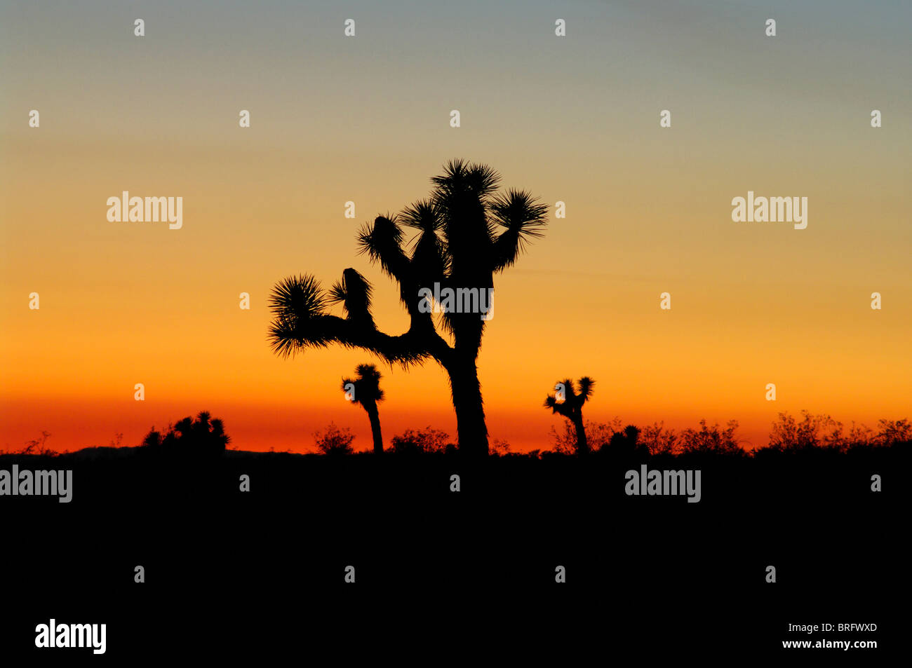 Joshua tree silhouette hi-res stock photography and images - Alamy