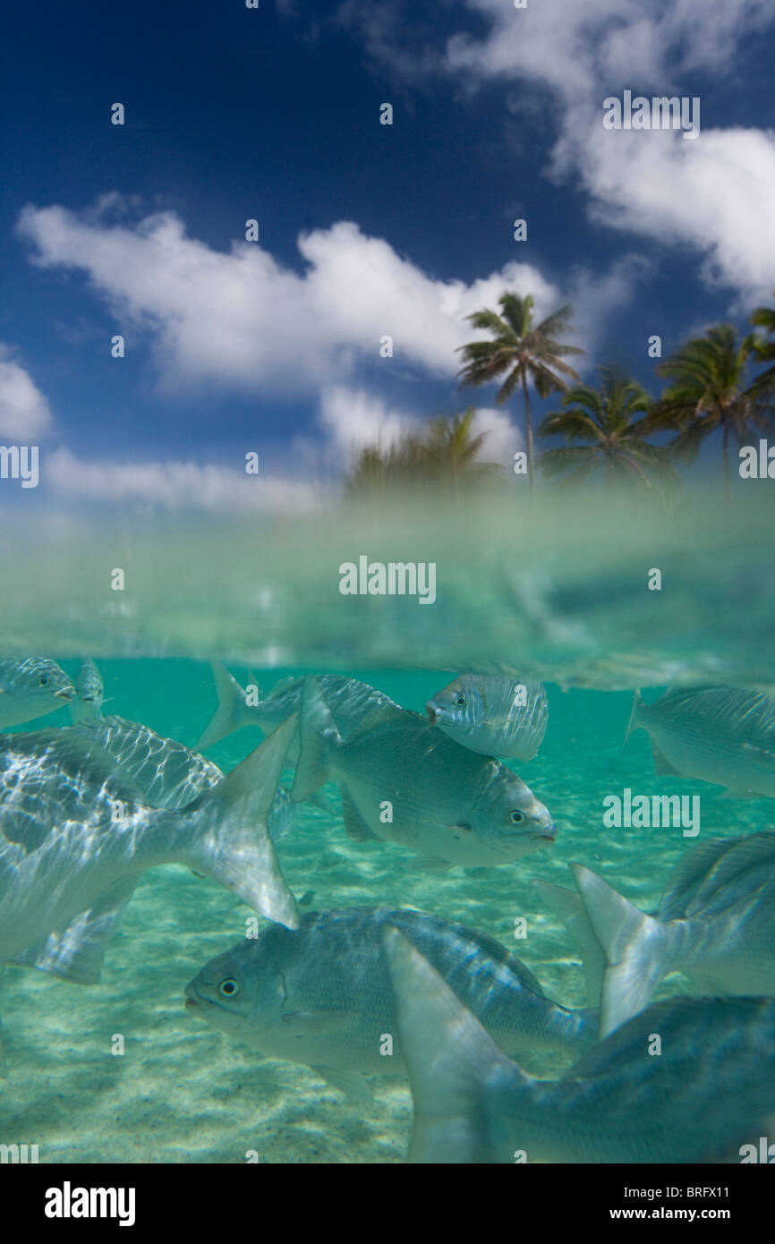 Cook islands fish hi-res stock photography and images - Alamy