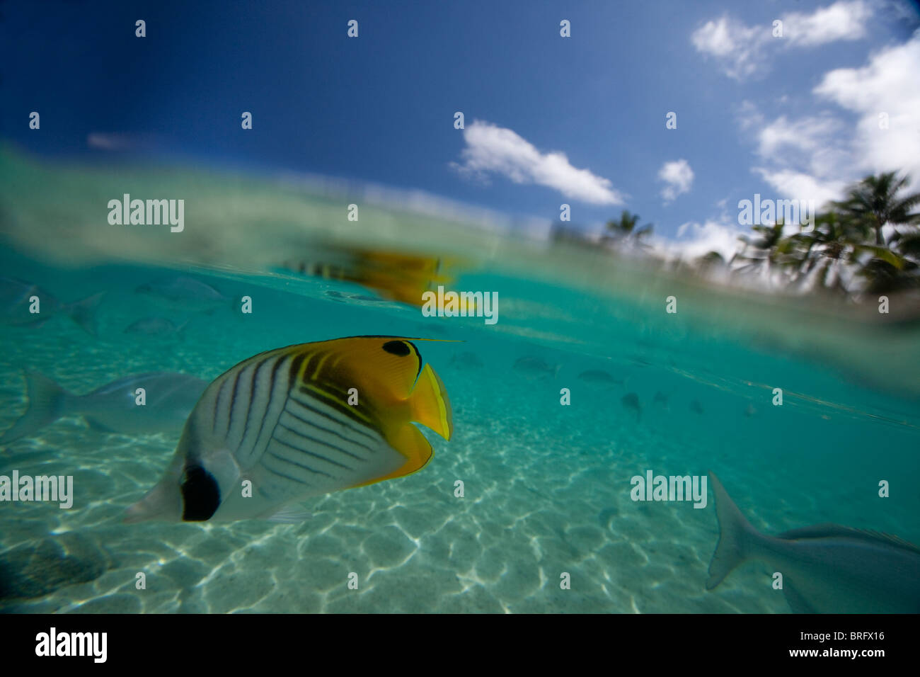 Cook islands underwater hi-res stock photography and images - Alamy