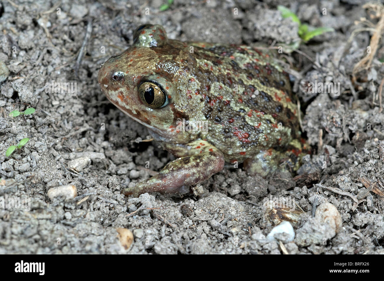 Common spadefoot hi-res stock photography and images - Alamy