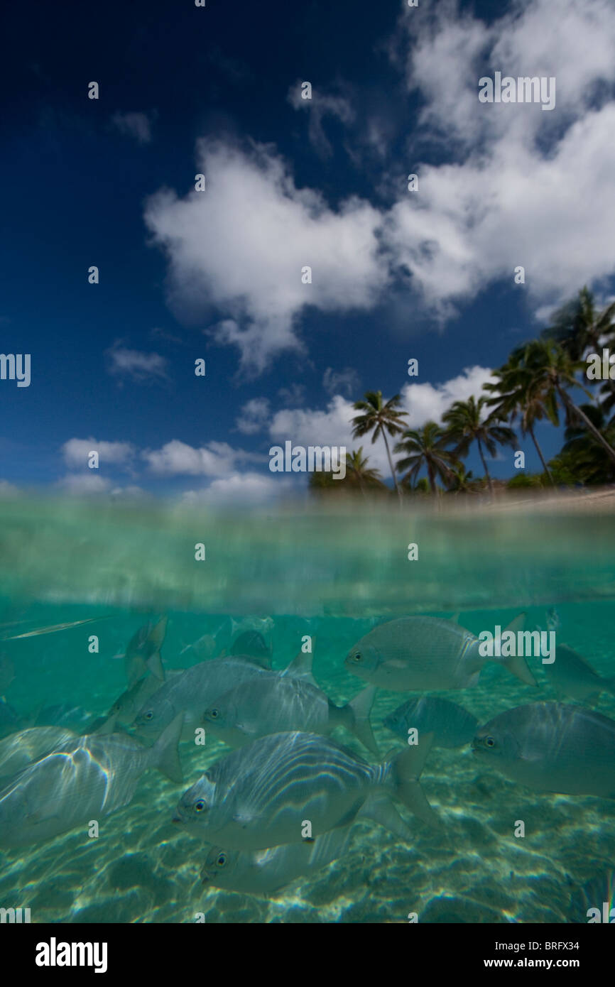 Rarotonga, The Cook Islands Stock Photo - Alamy
