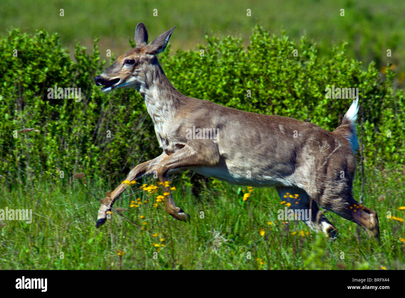 Whitetail deer side view hi-res stock photography and images - Alamy