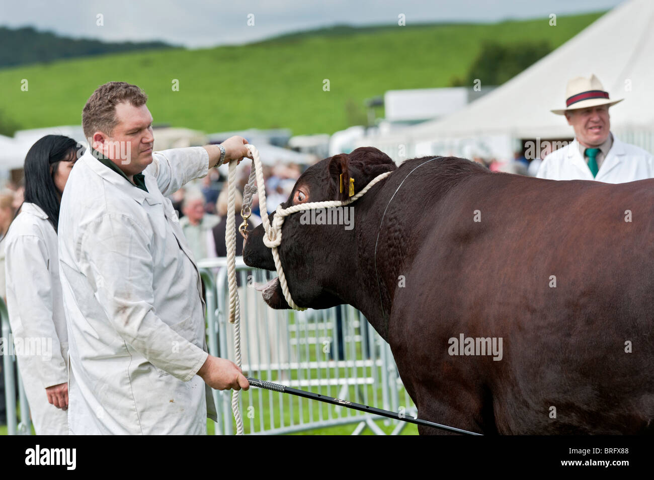 Farmer showing his prize bull at an agricultural show. The Westmorland ...