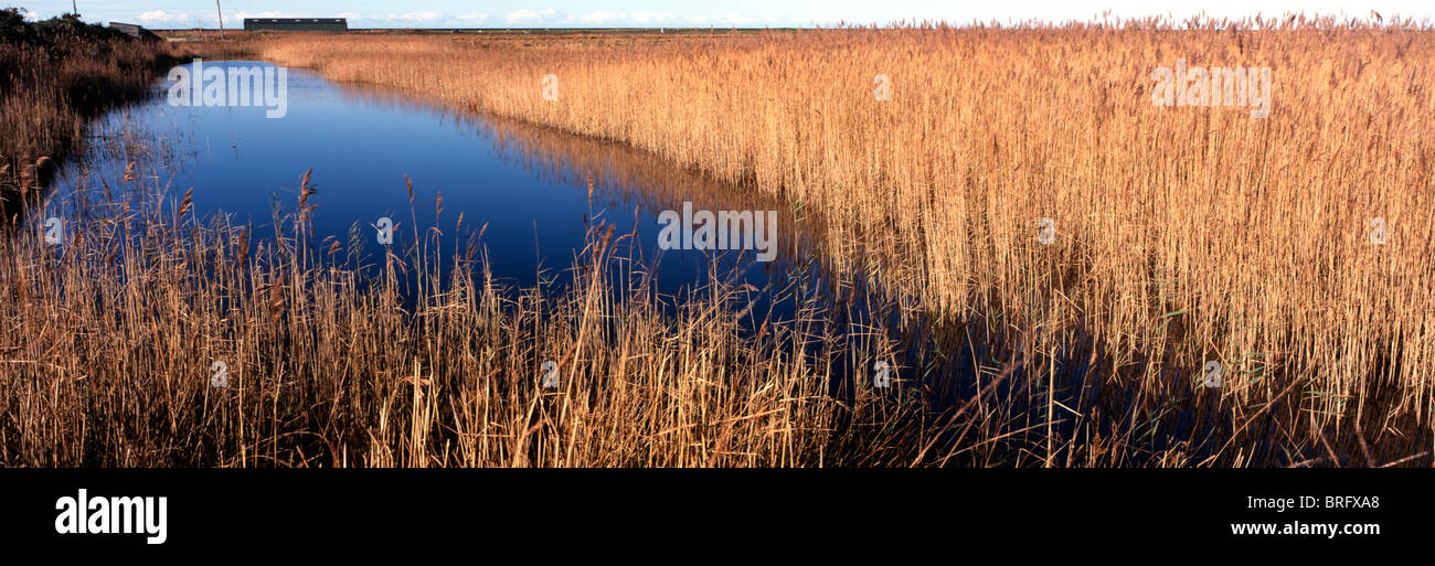 Reeds on the marshes at Borth in Mid Wales Stock Photo - Alamy