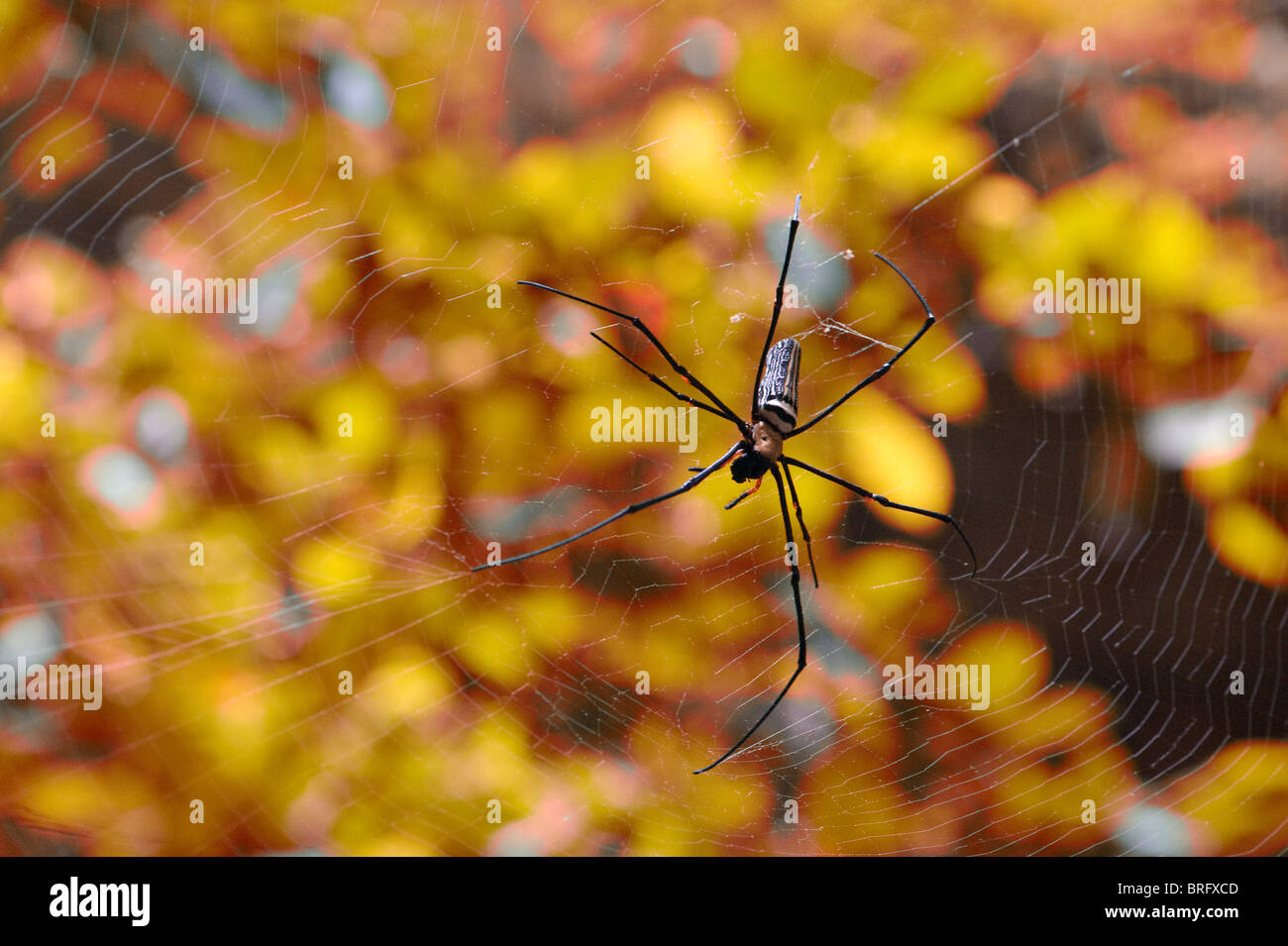 Spider in web, black body yellow background Stock Photo - Alamy