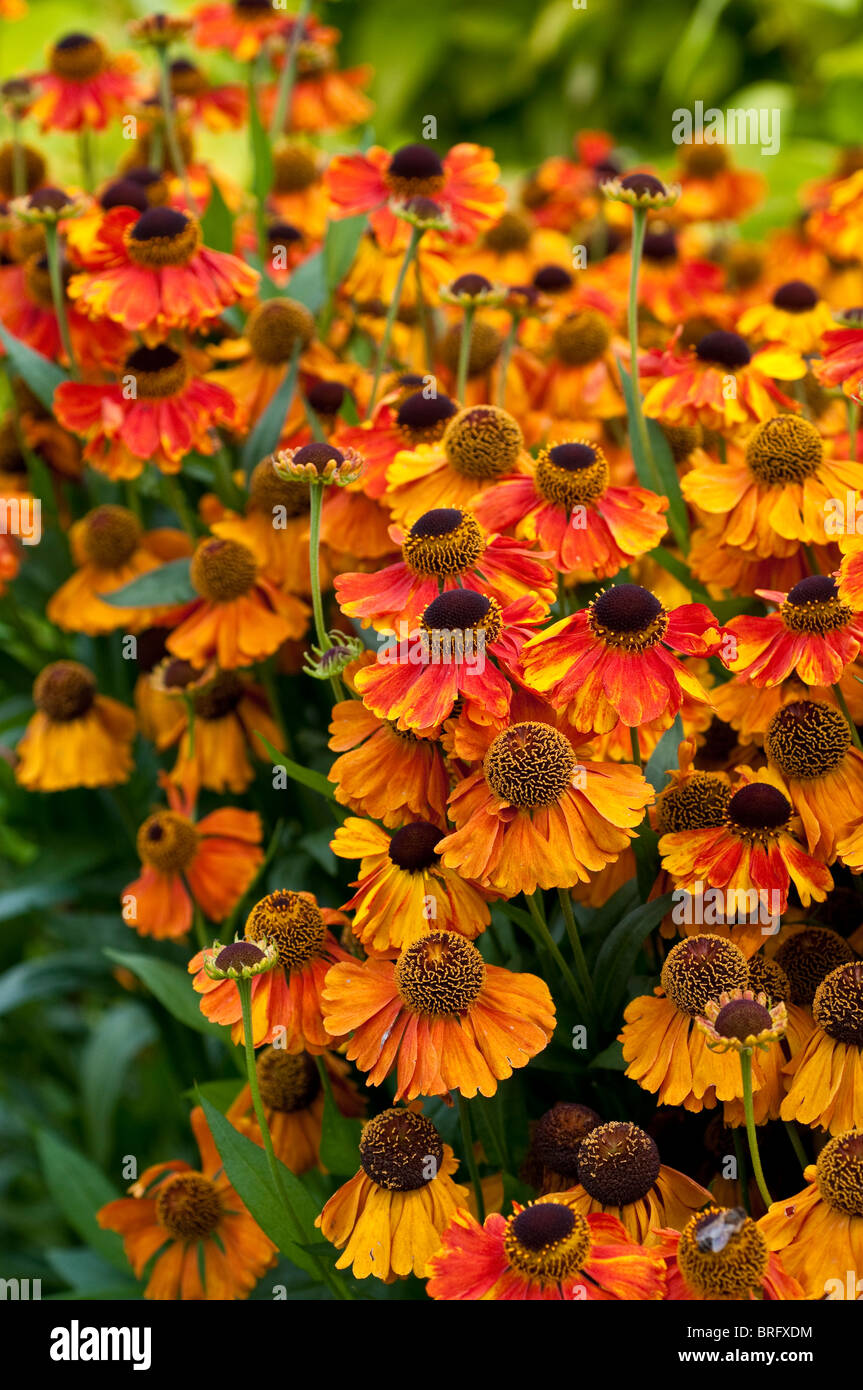 Helenium SAHIN'S EARLY FLOWERER Stock Photo - Alamy