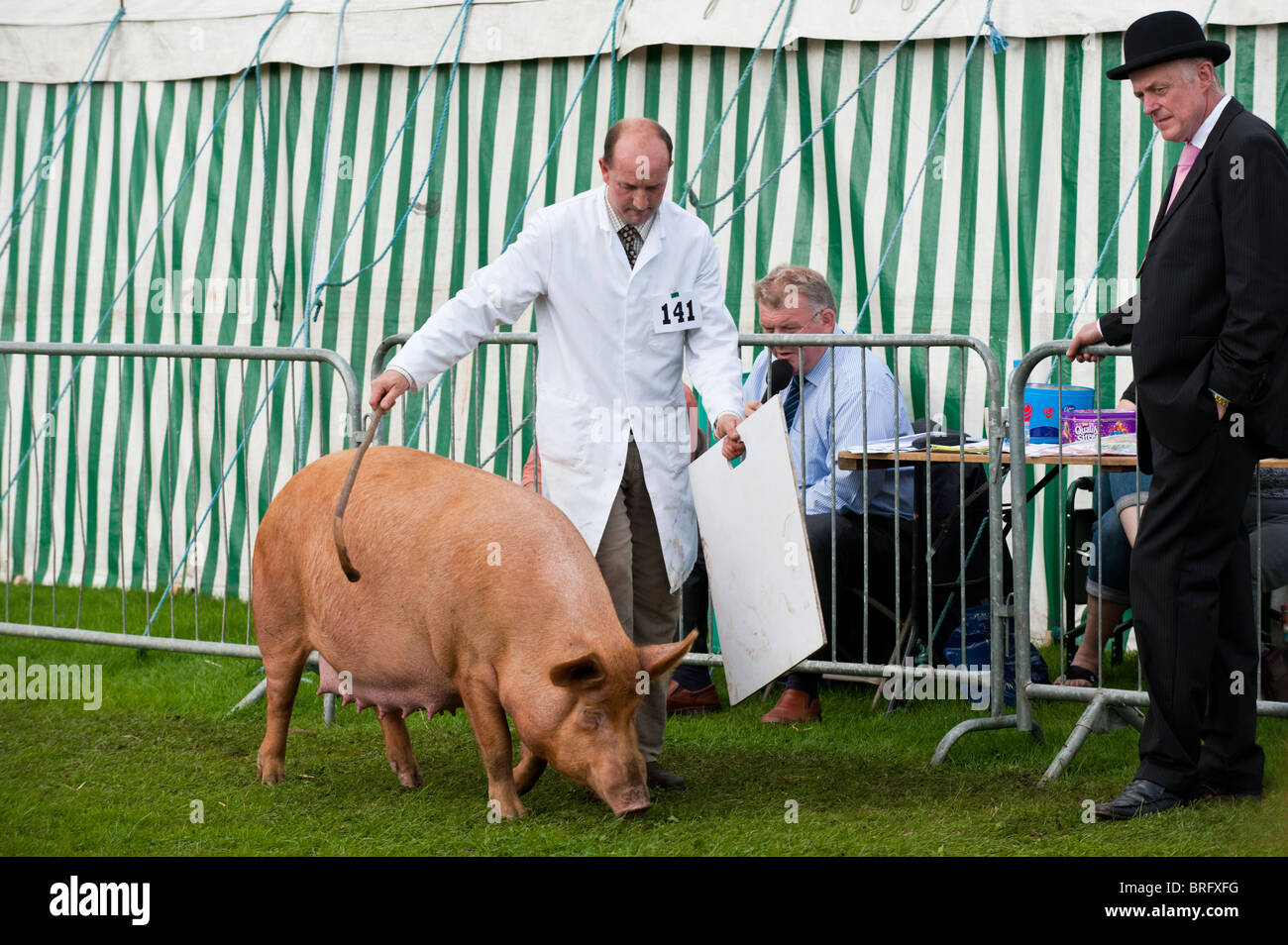 Agricultural judging hi-res stock photography and images - Alamy