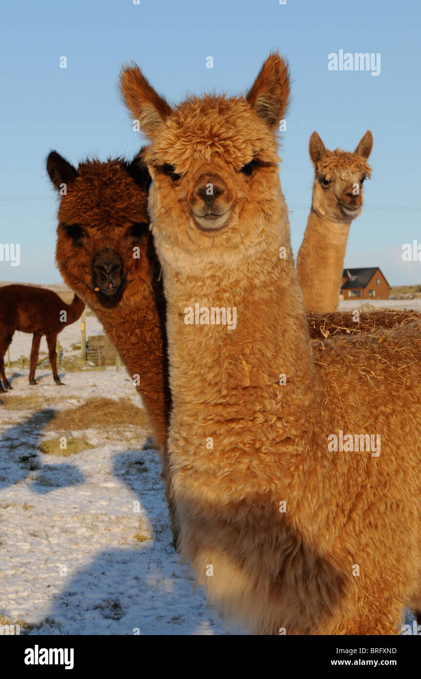 Alpacas and sheep hi-res stock photography and images - Alamy