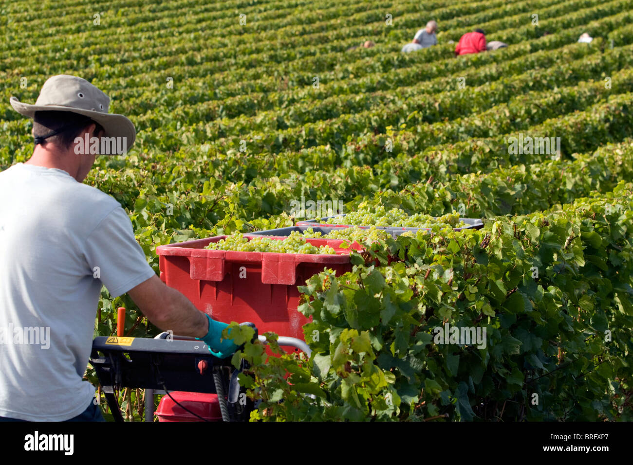 French pick grapes hi-res stock photography and images - Alamy