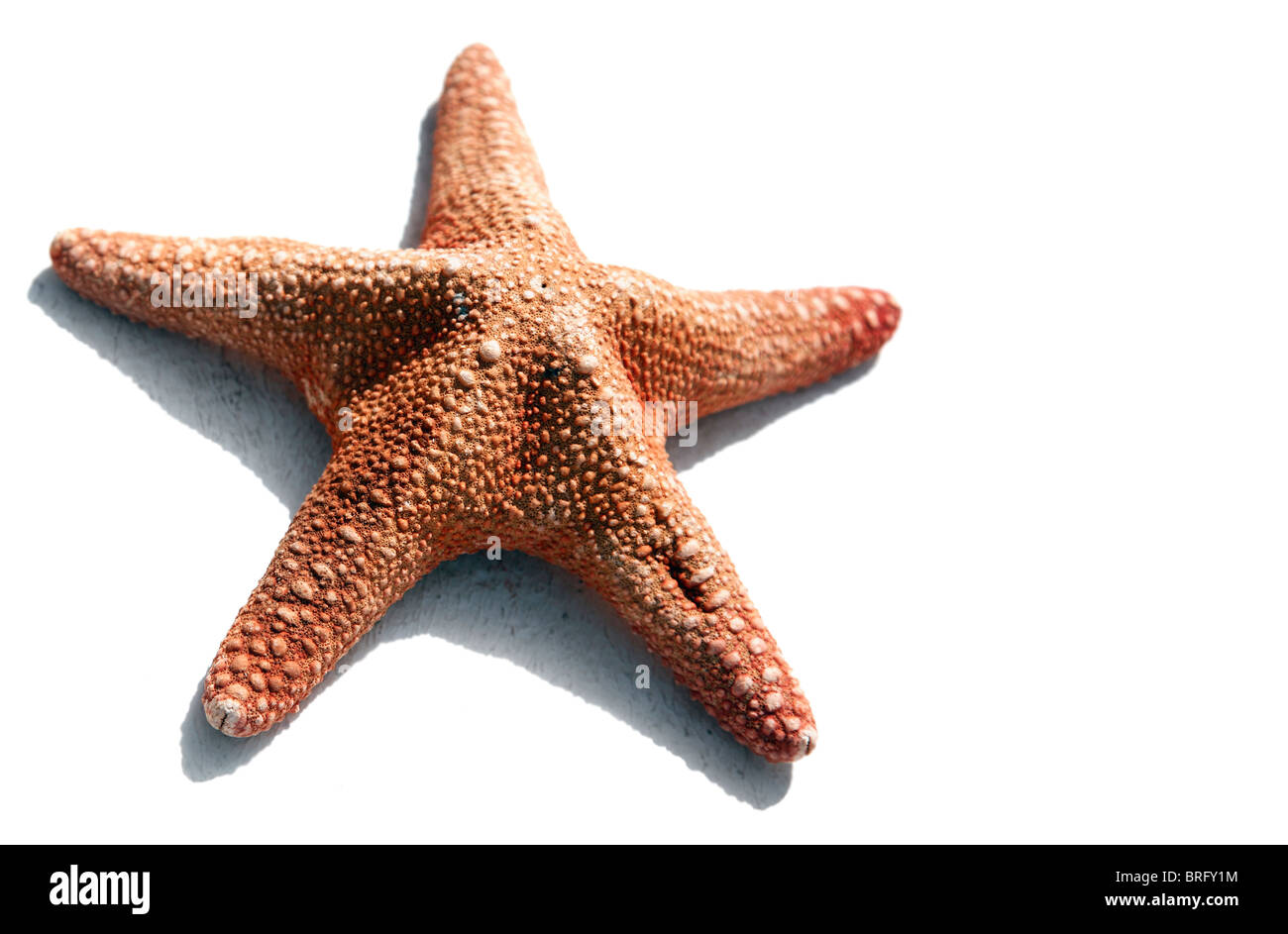 High contrast starfish on white with bright sunlight shadow Stock Photo ...