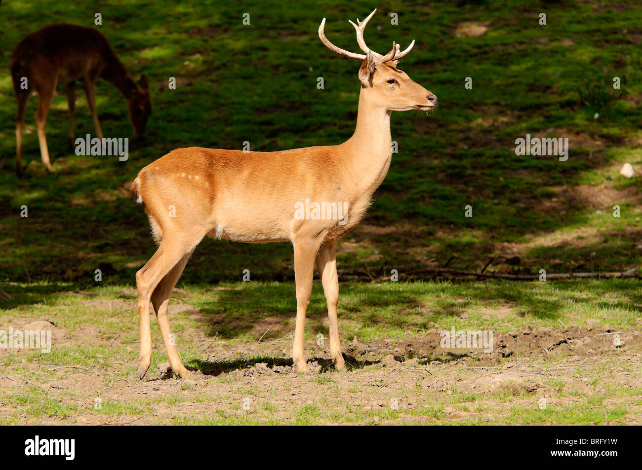 Burmese brown antlered deer hi-res stock photography and images - Alamy