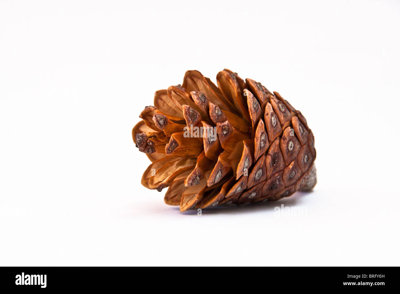 isolated pine cone Stock Photo - Alamy