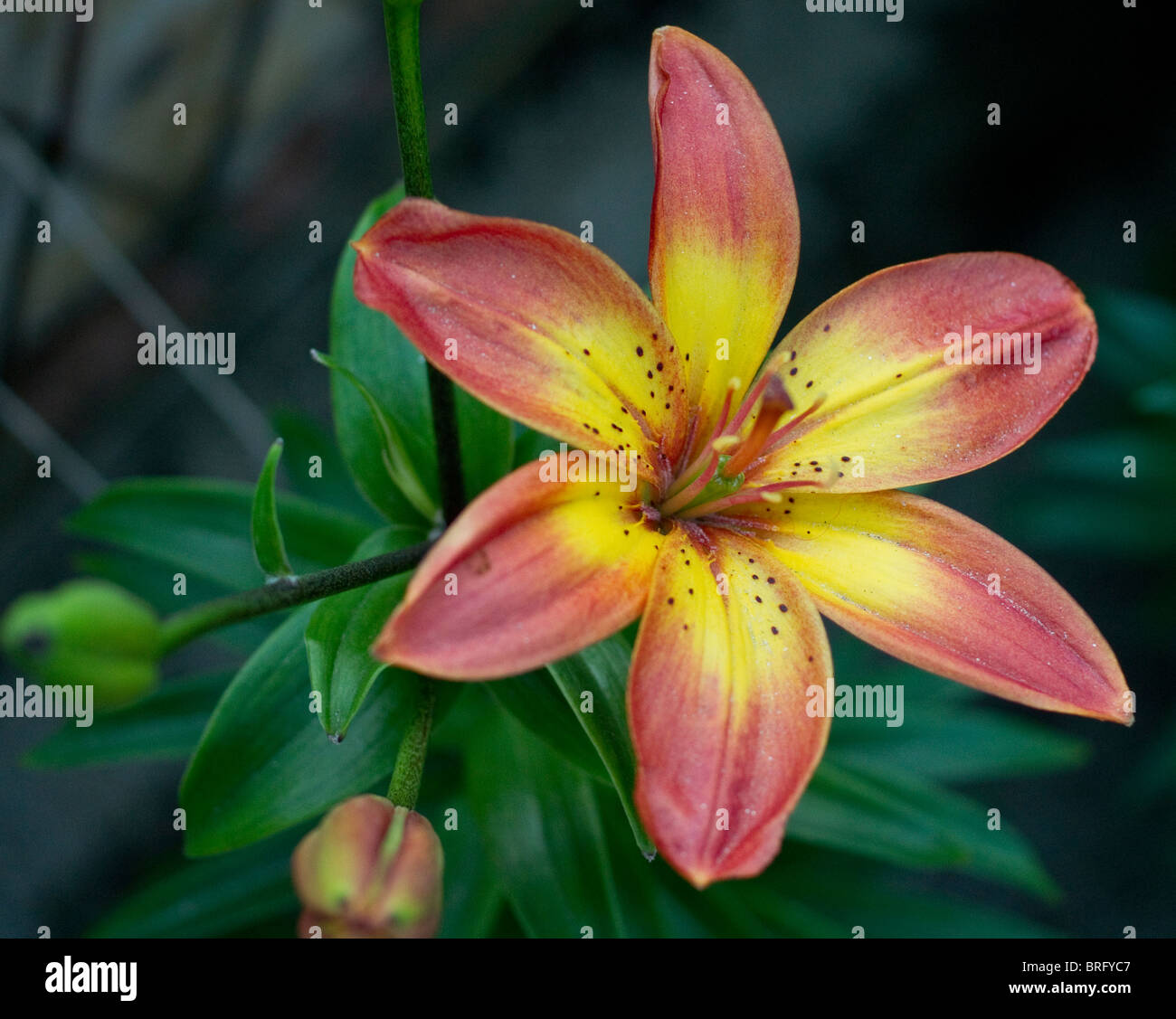 Lily macro details hi-res stock photography and images - Alamy