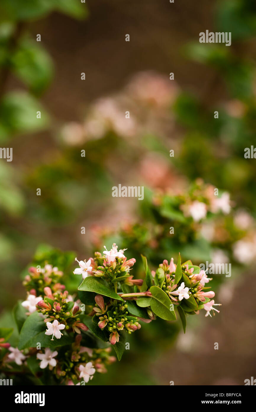 Chinese abelia, Abelia chinensis, in flower Stock Photo - Alamy