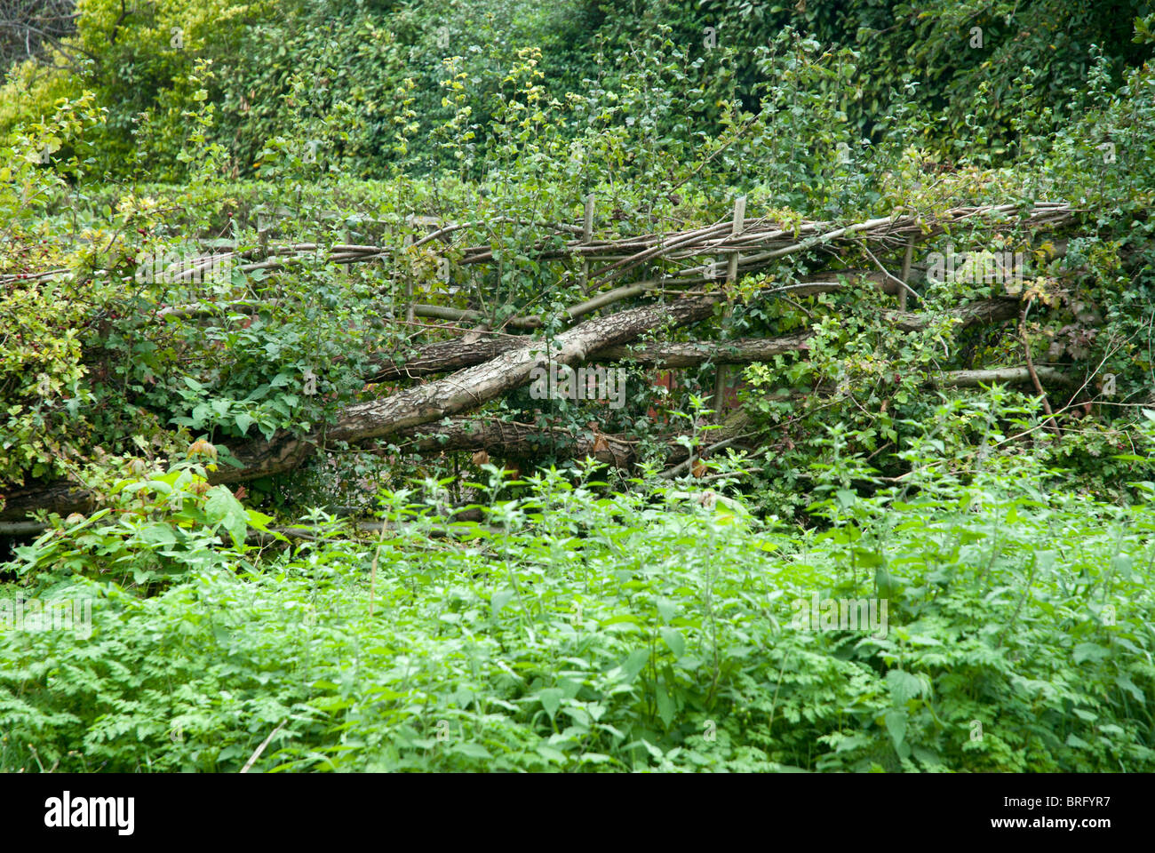 Hedge hedges hedging hi-res stock photography and images - Alamy