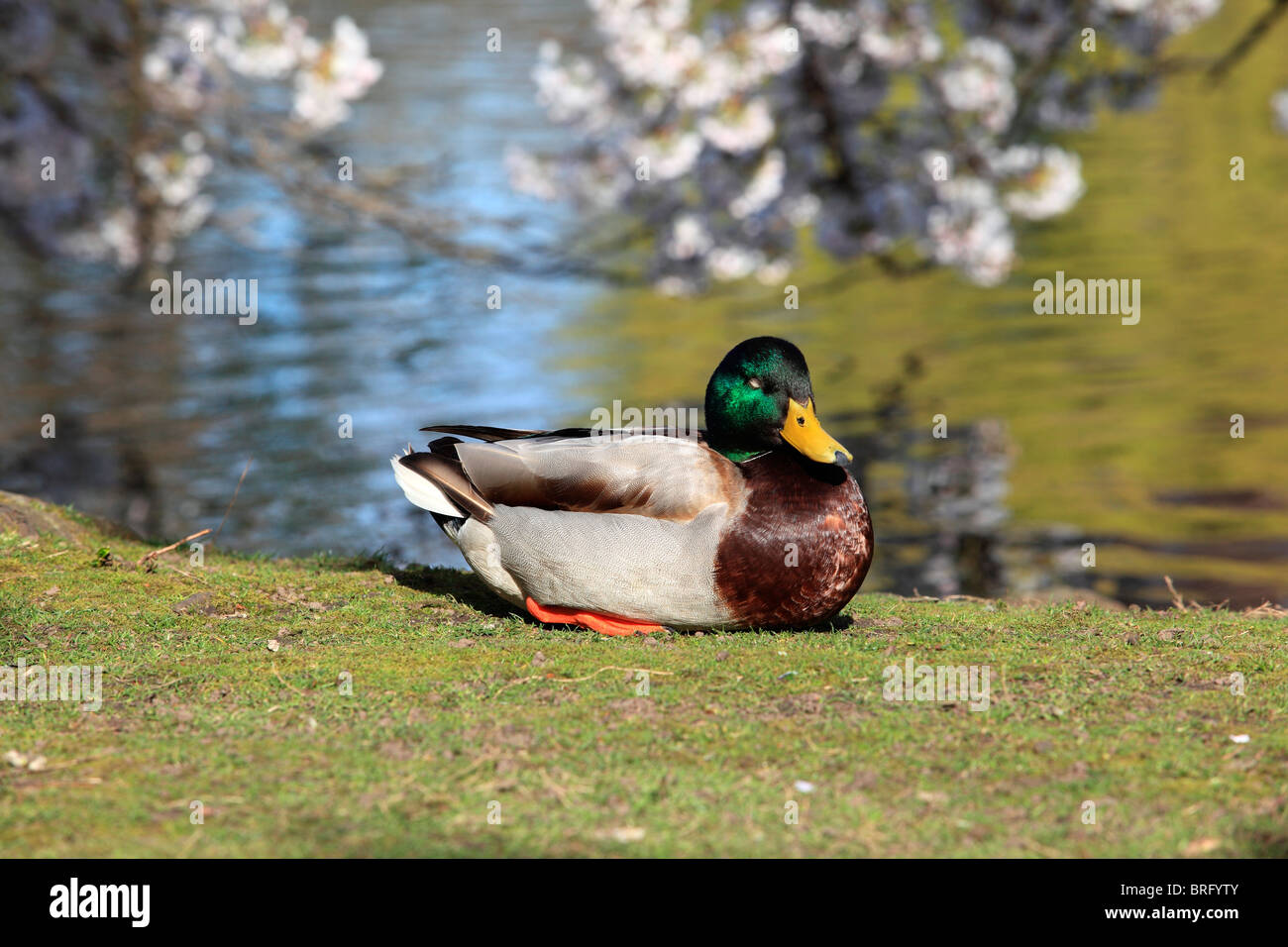 Green head duck hi-res stock photography and images - Alamy