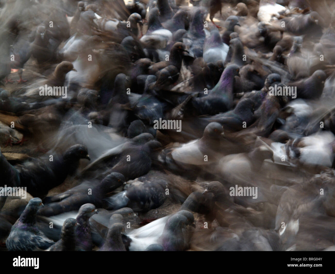 Motion blur birds hi-res stock photography and images - Alamy