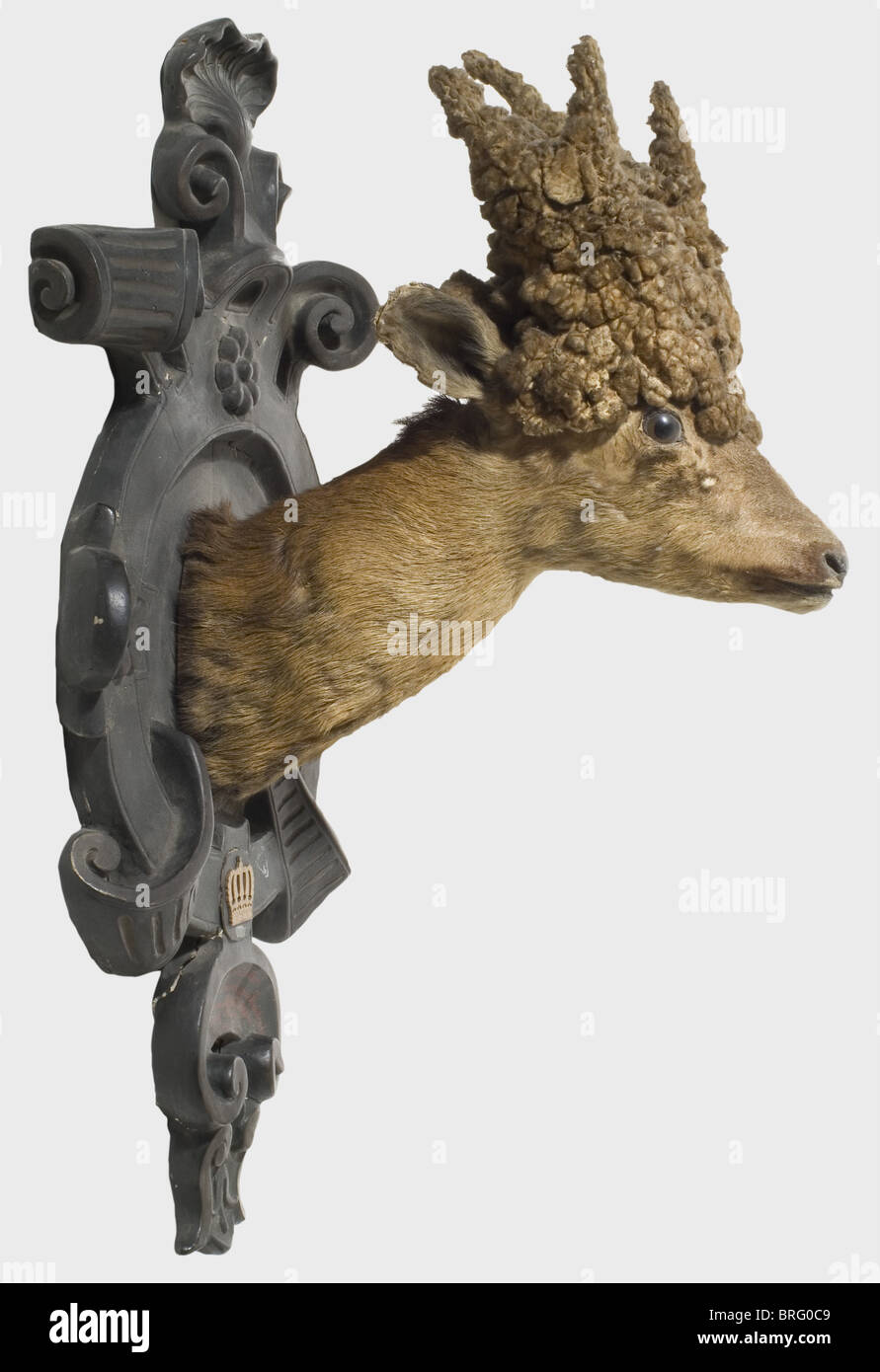 A wigged roe buck,shot in 1872 by Prince Friedrich Karl of Prussia A ...