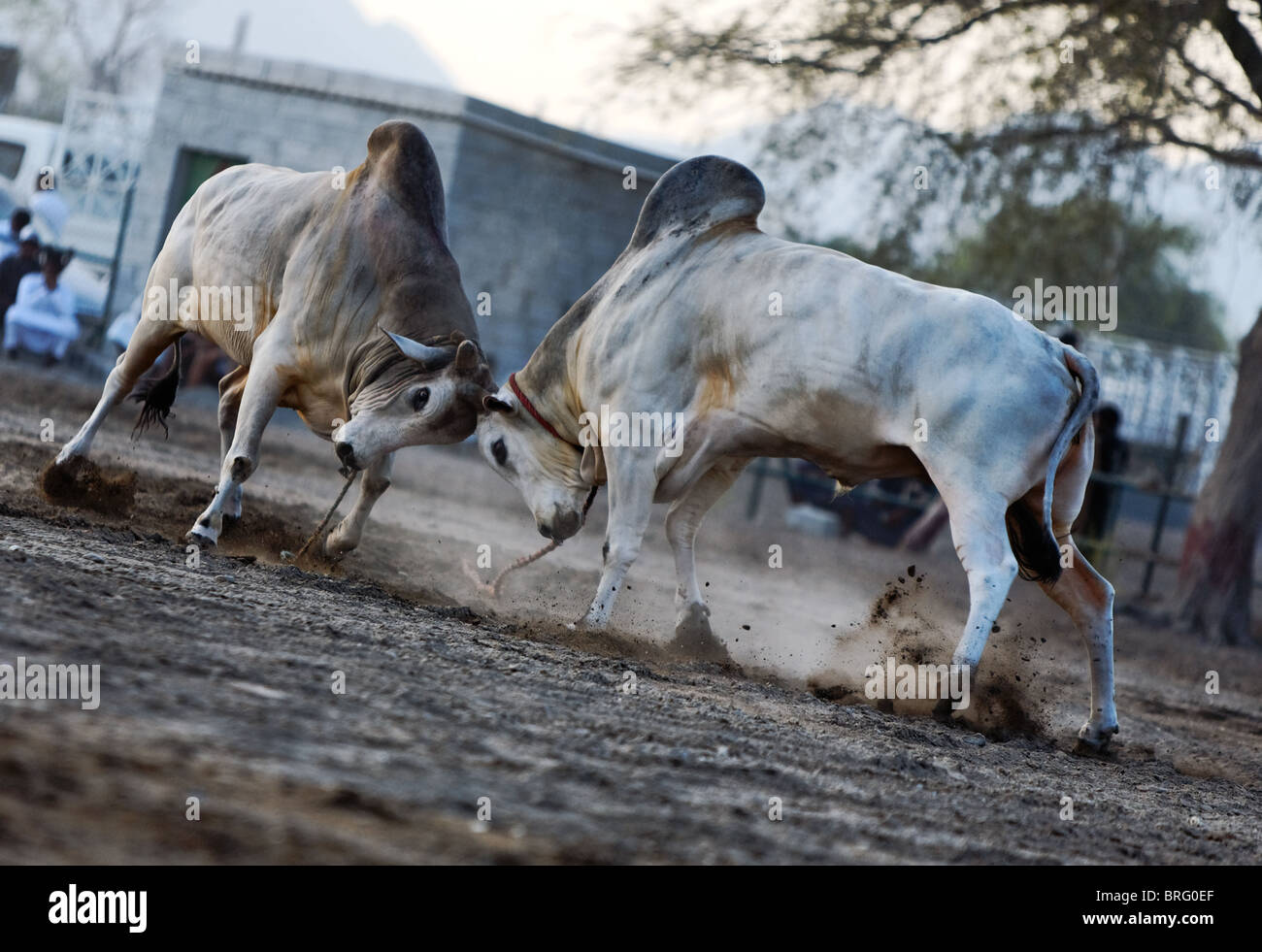 Bull fighting hi-res stock photography and images - Alamy
