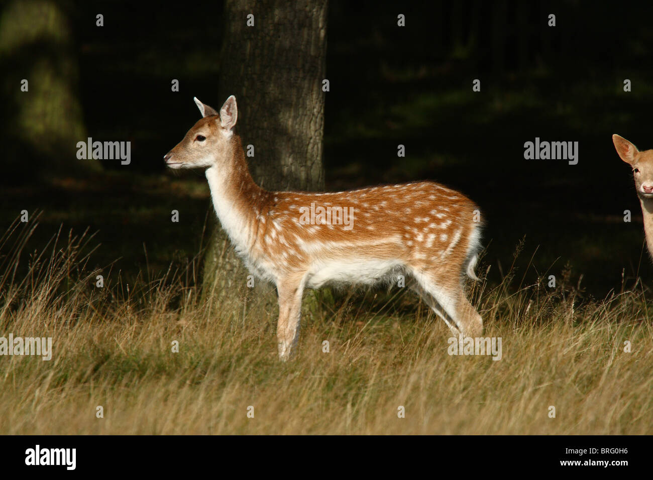 Fallow Deer (Cervus dama) - Doe Stock Photo - Alamy