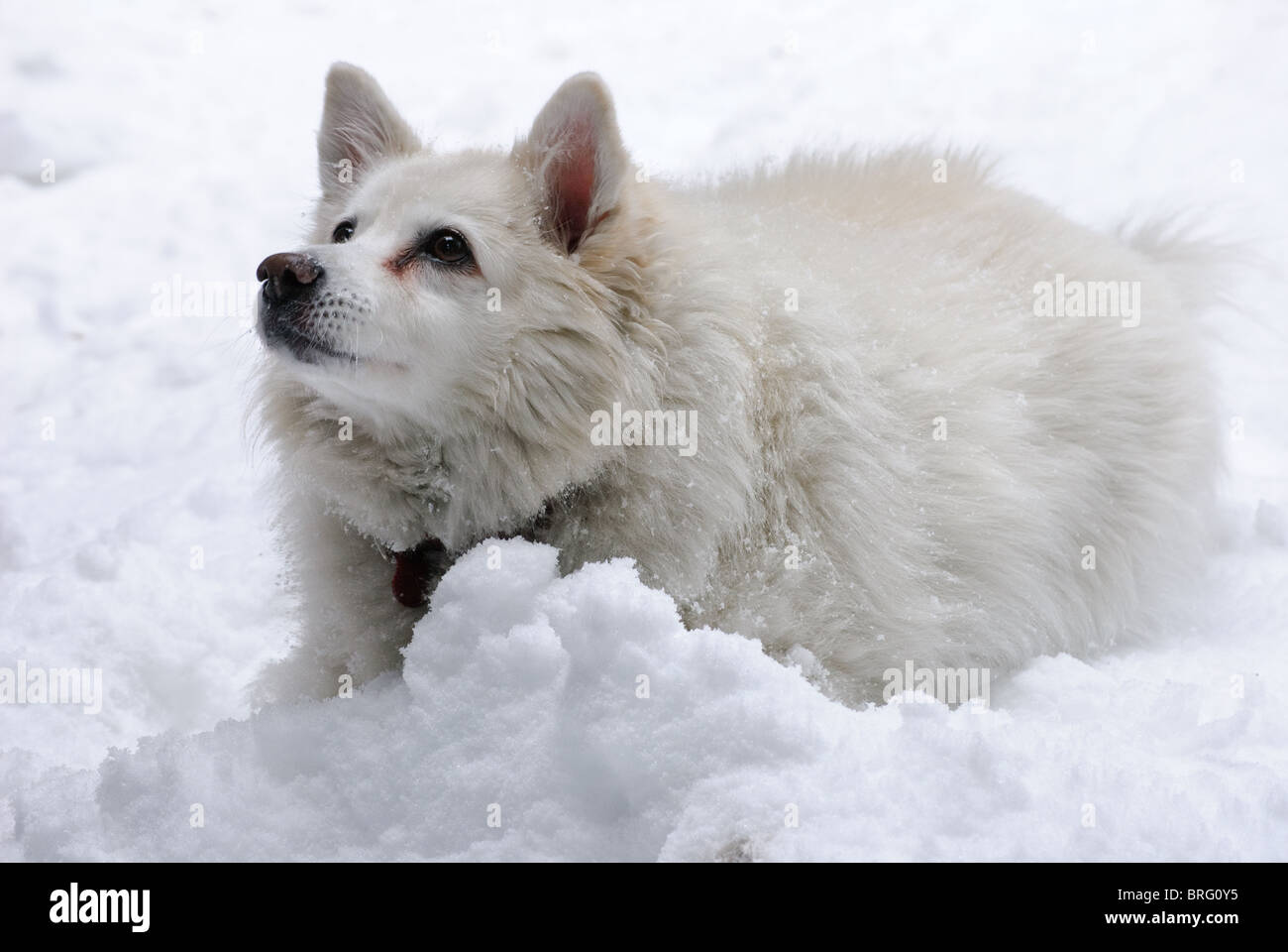 A white American Husky dog in snow looks beseechingly at her owner ...