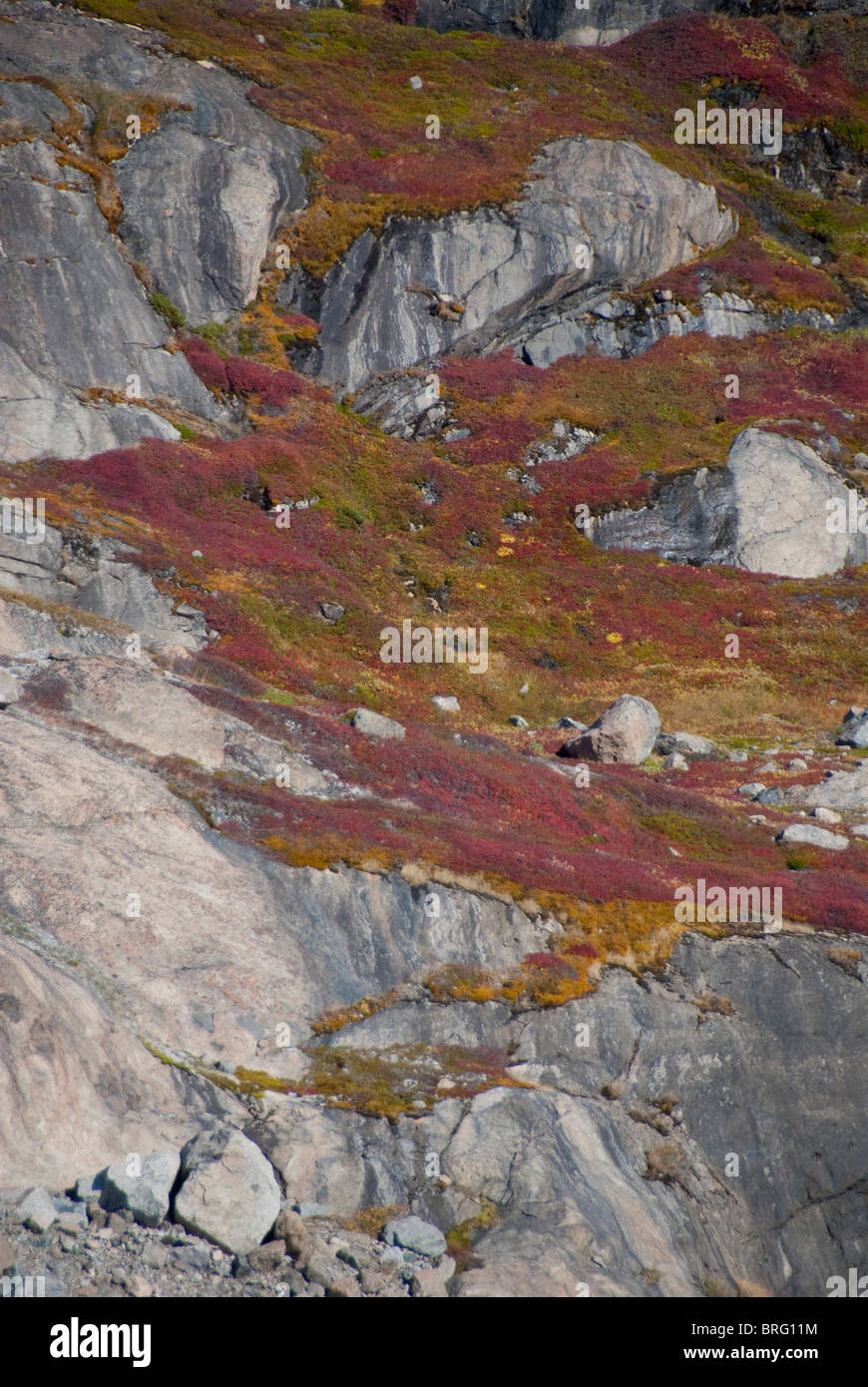 Greenland plant hi-res stock photography and images - Alamy