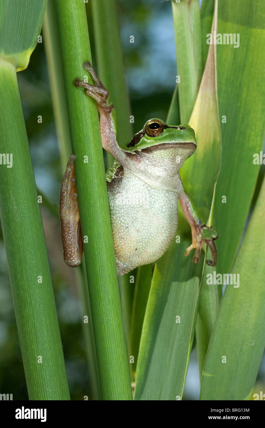 Green reed frog hi-res stock photography and images - Alamy