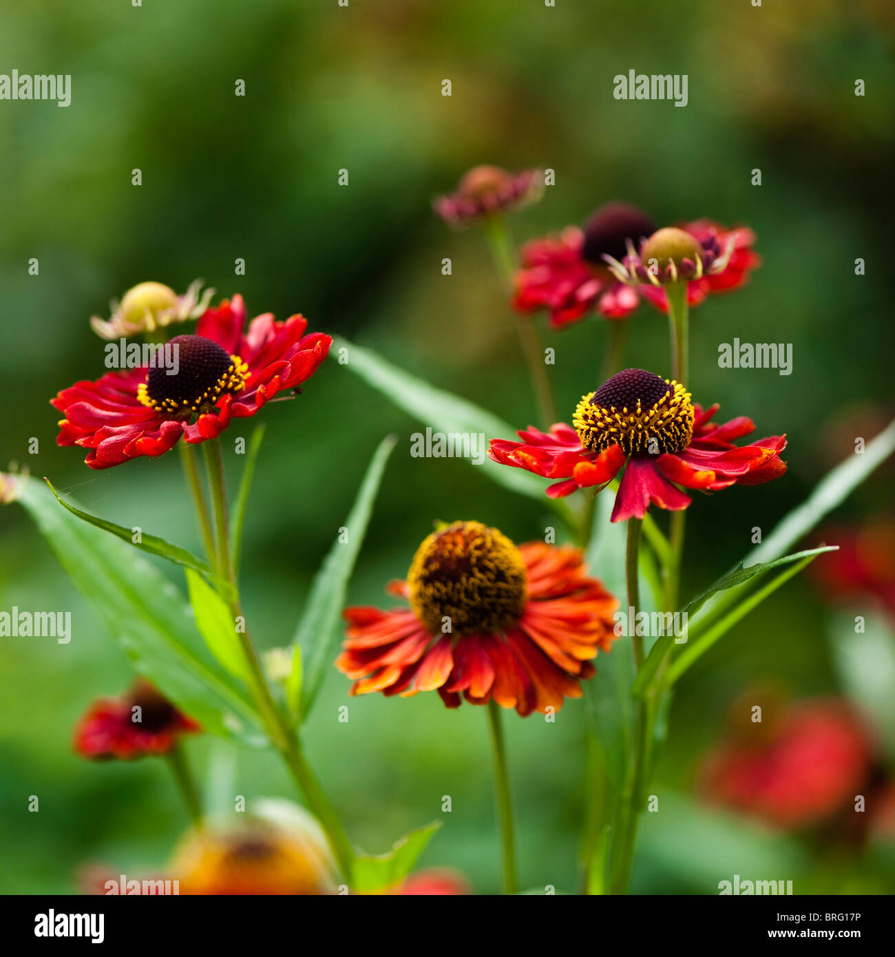 Helenium autumnale Red Hybrids in flower Stock Photo - Alamy
