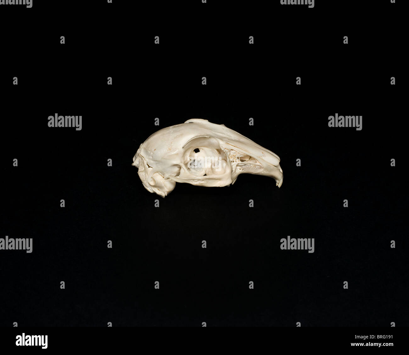 Animal skull teeth hi-res stock photography and images - Alamy