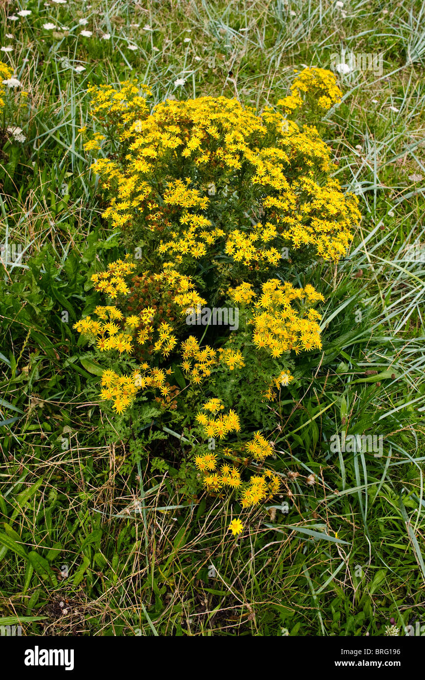 Ragwort hi-res stock photography and images - Alamy