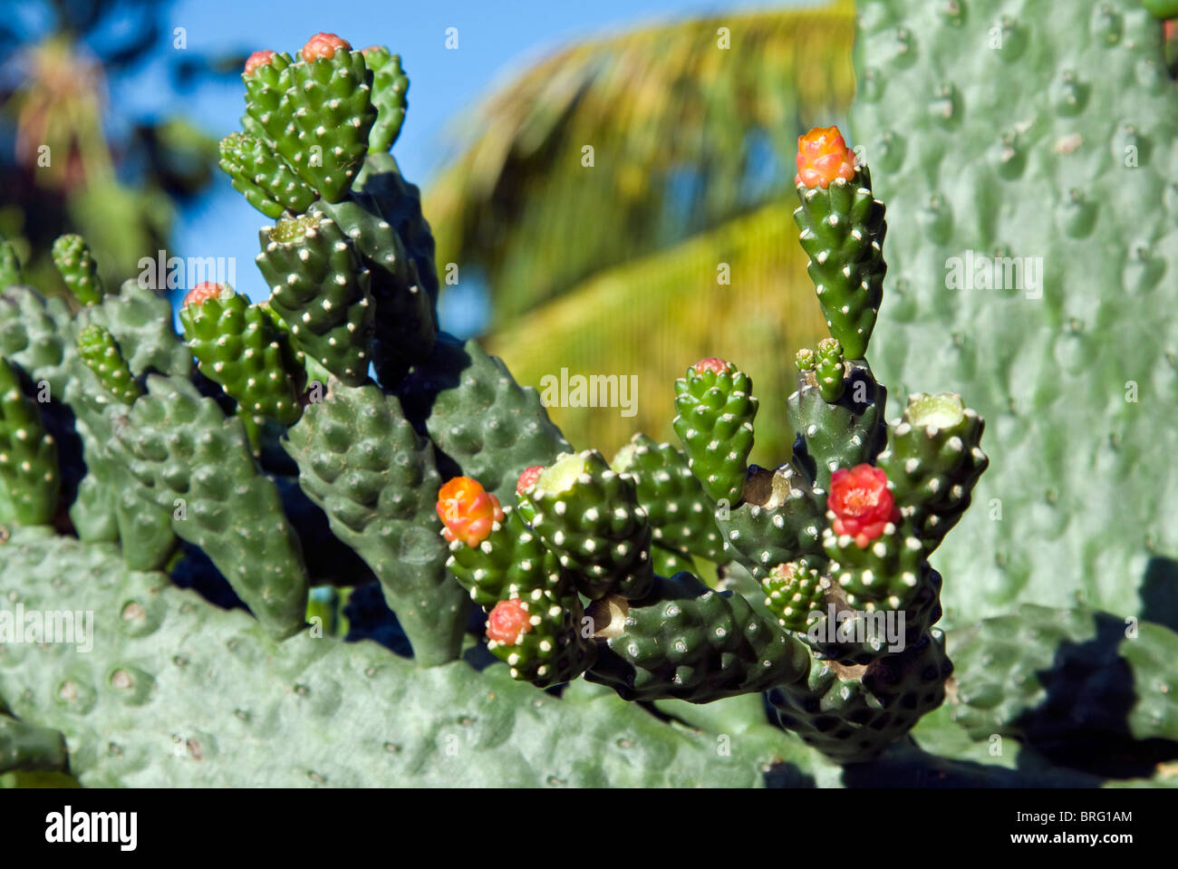 Fat plant, Antigua, West Indies, Caribbean, Central America Stock Photo ...