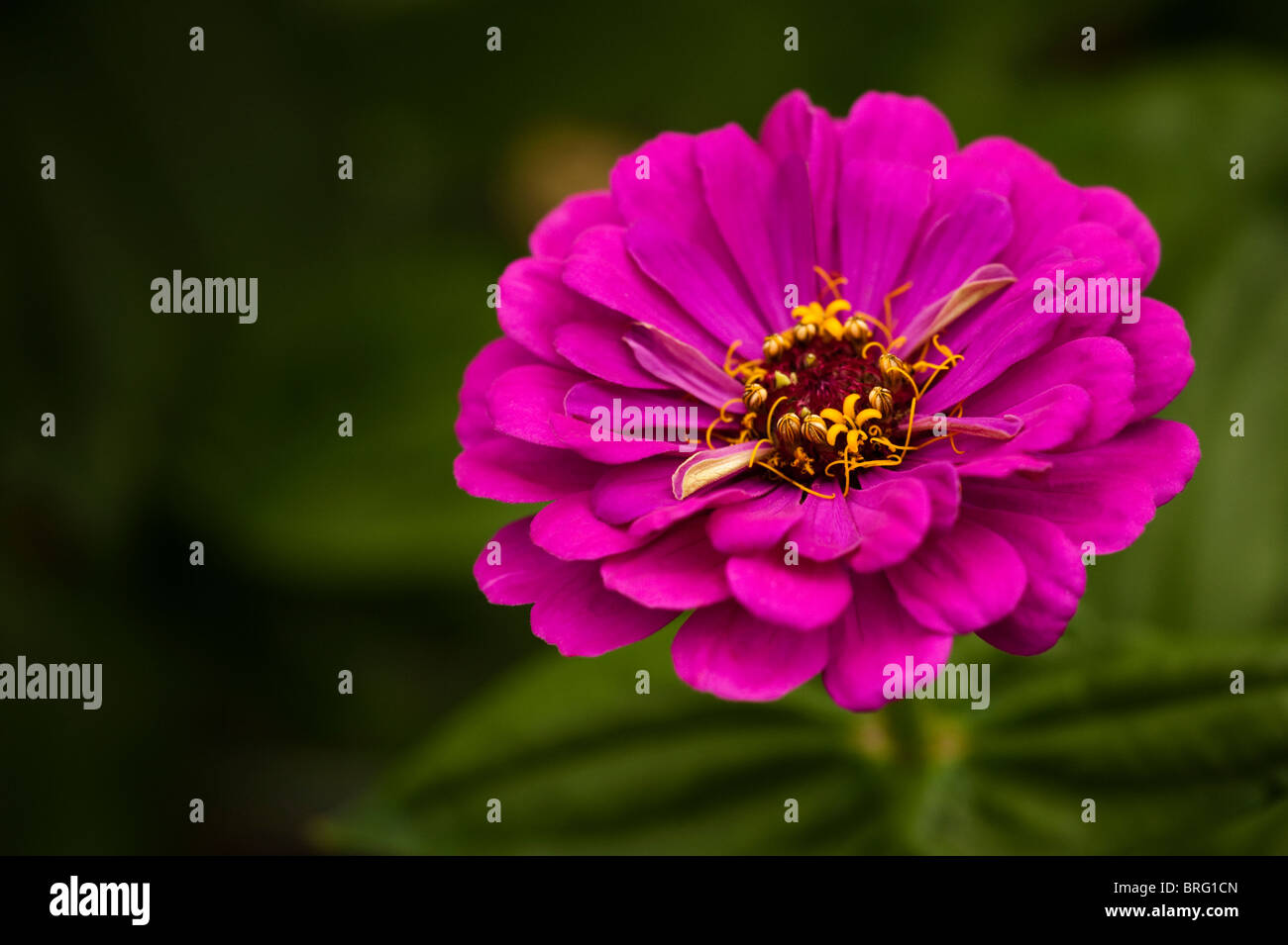 Purple prince hi-res stock photography and images - Alamy