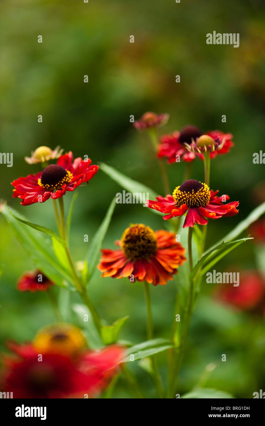 Helenium autumnale Red Hybrids in flower Stock Photo - Alamy